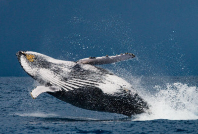 Sainte Marie Fotosafaris und Safari-Empfehlungen - Natouralist
