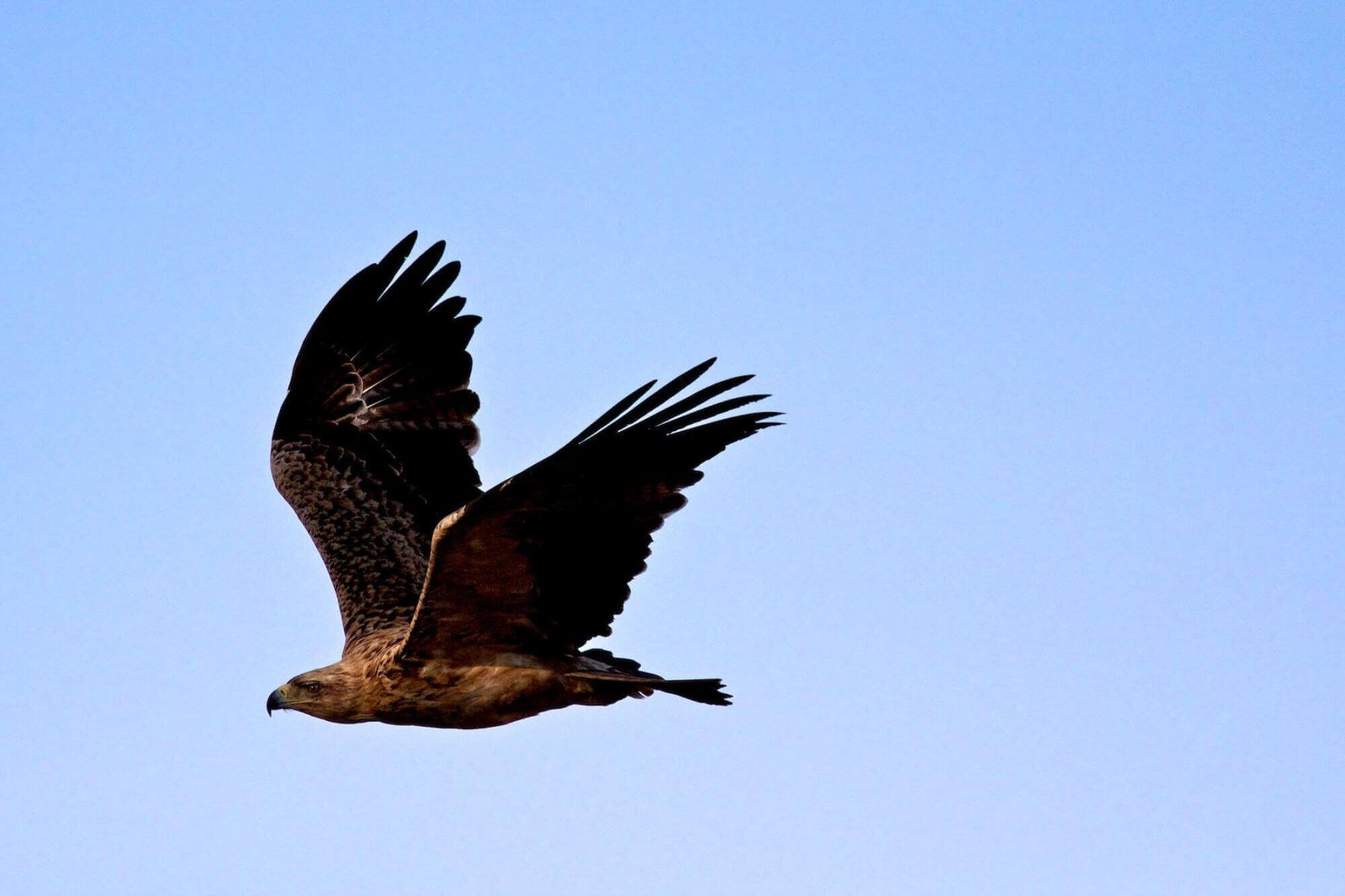 Caprivi-Zipfel Safari-Empfehlungen von lokalen Guides - Natouralist