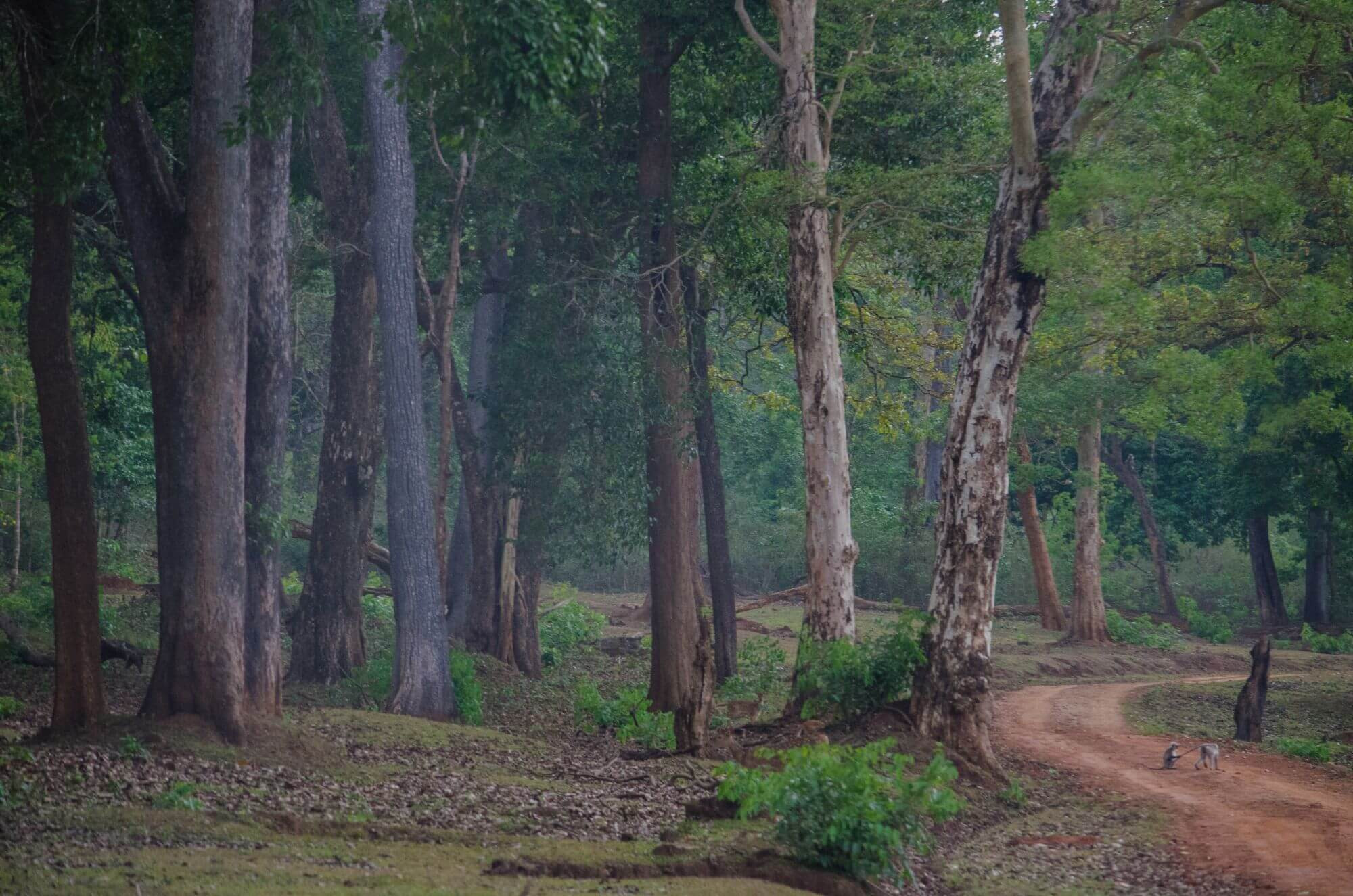 Nagarhole-National Park Safari-Empfehlungen von lokalen Guides ...
