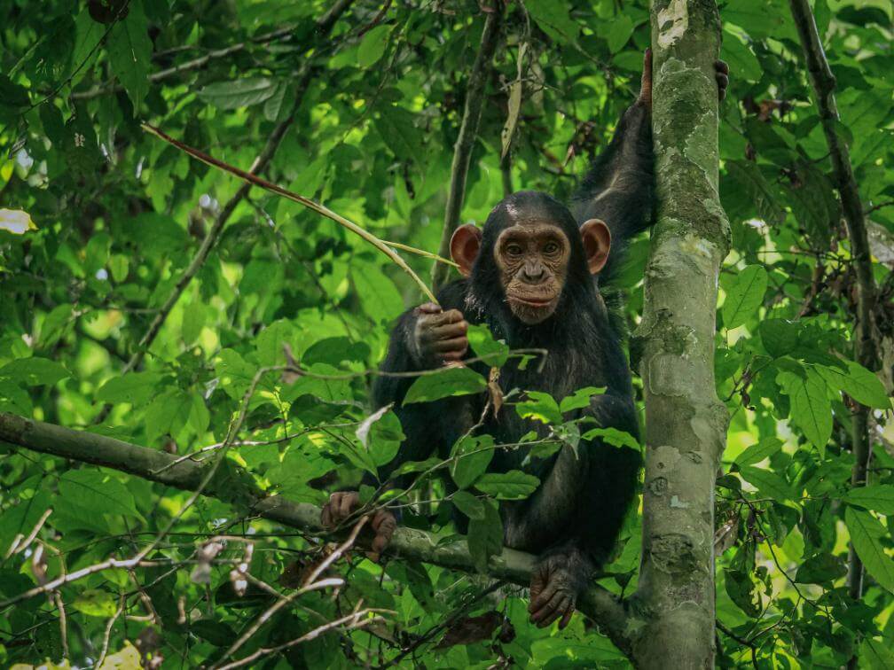 Nouabalé-Ndoki-Nationalpark Fotosafaris und Safari-Empfehlungen ...